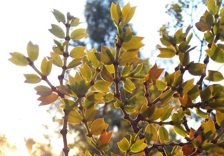 UNRN | Universidad Nacional de Río Negro